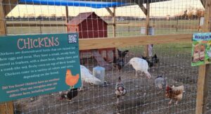 Fall Fun at Sara’s Farm Adventure: Jack‑O’‑Lantern Lane, Pumpkins, and More